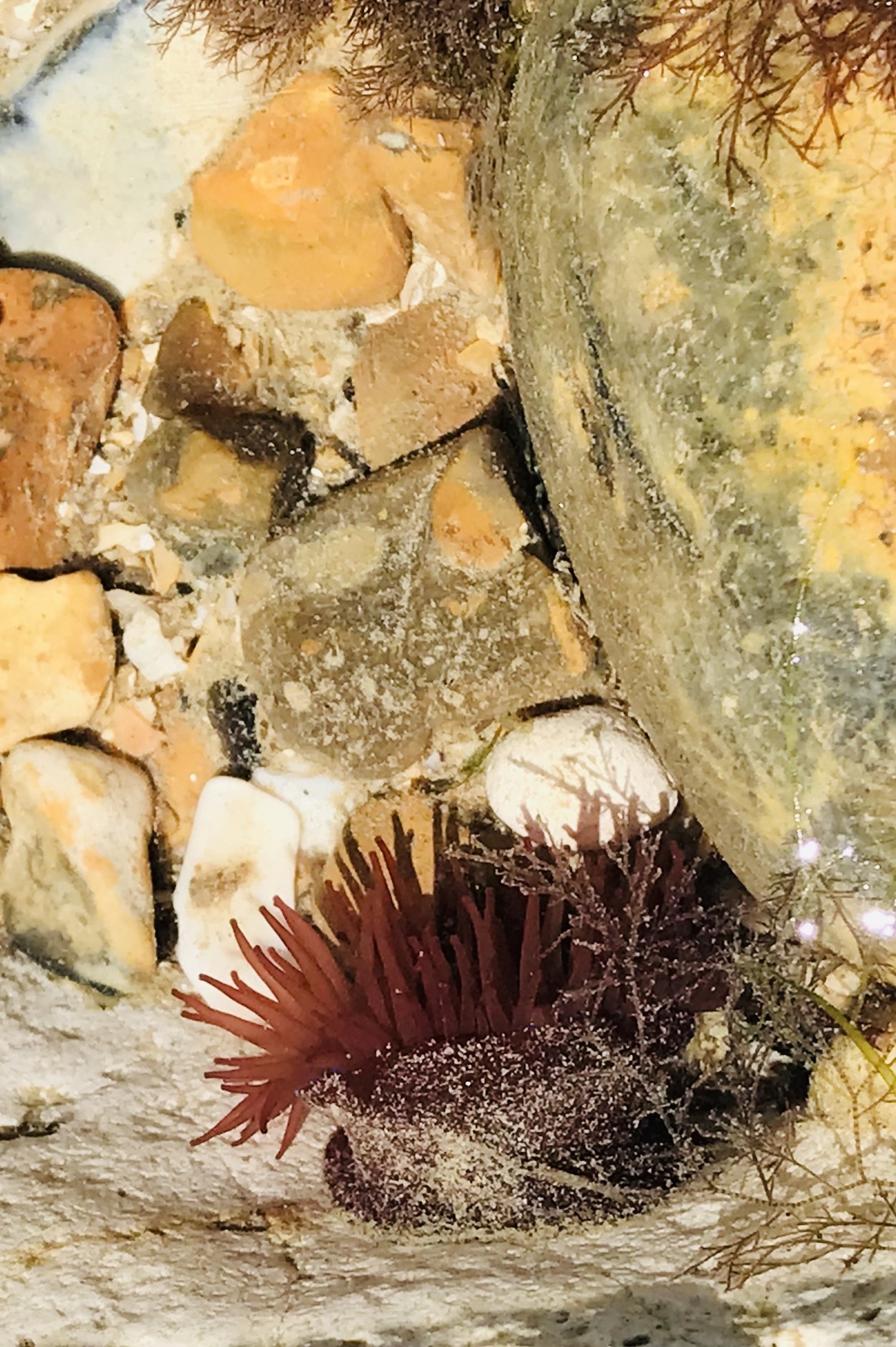 Class Actinia Equina Fermee Roboflow Universe Search