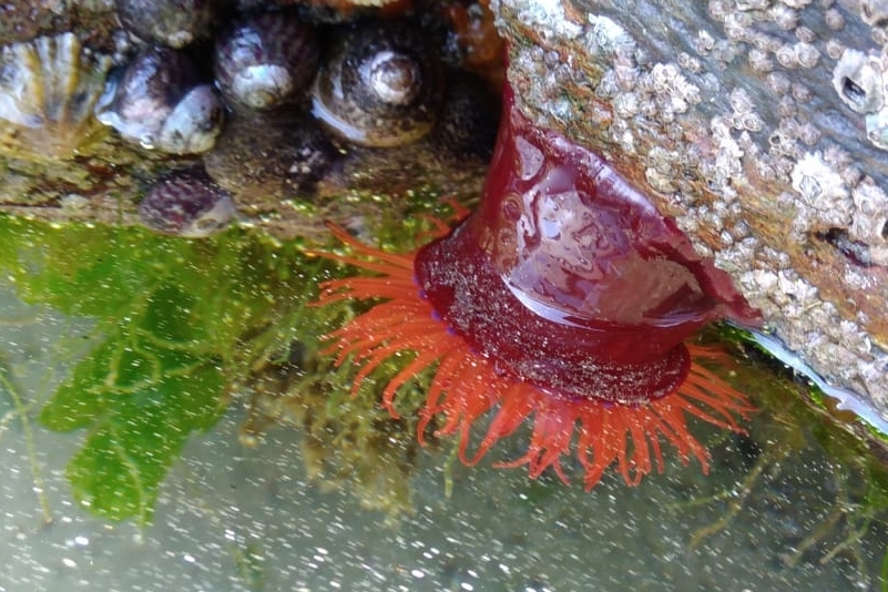 PFEE Object Detection Model by Sorbonne universit