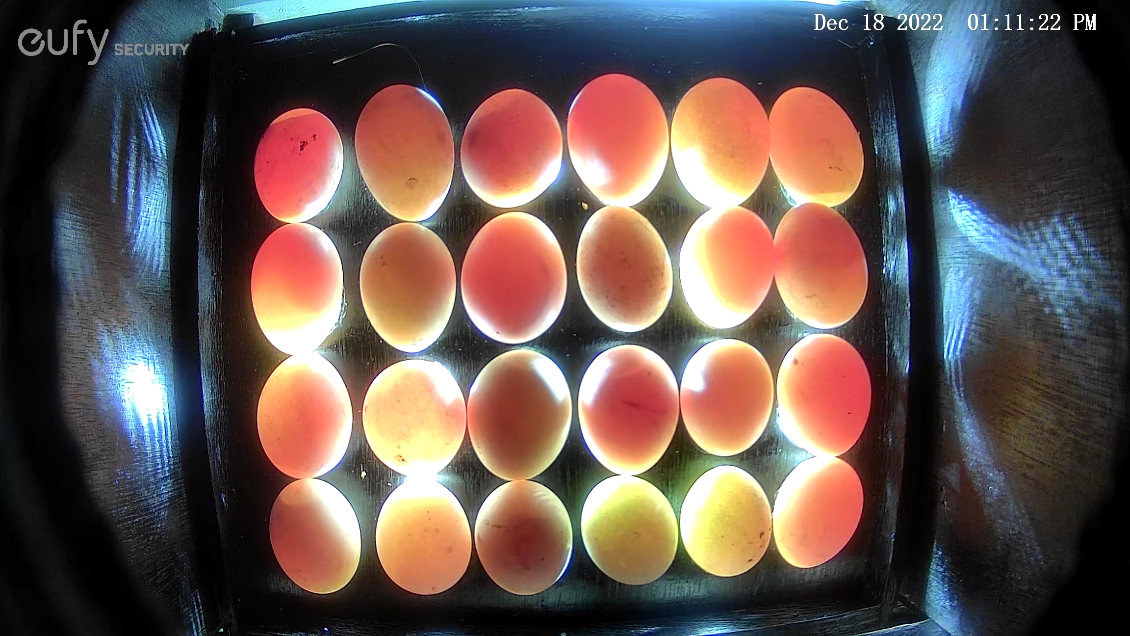 Egg Detection Object Detection Dataset and Pre-Trained Model by KEITH MALVADO