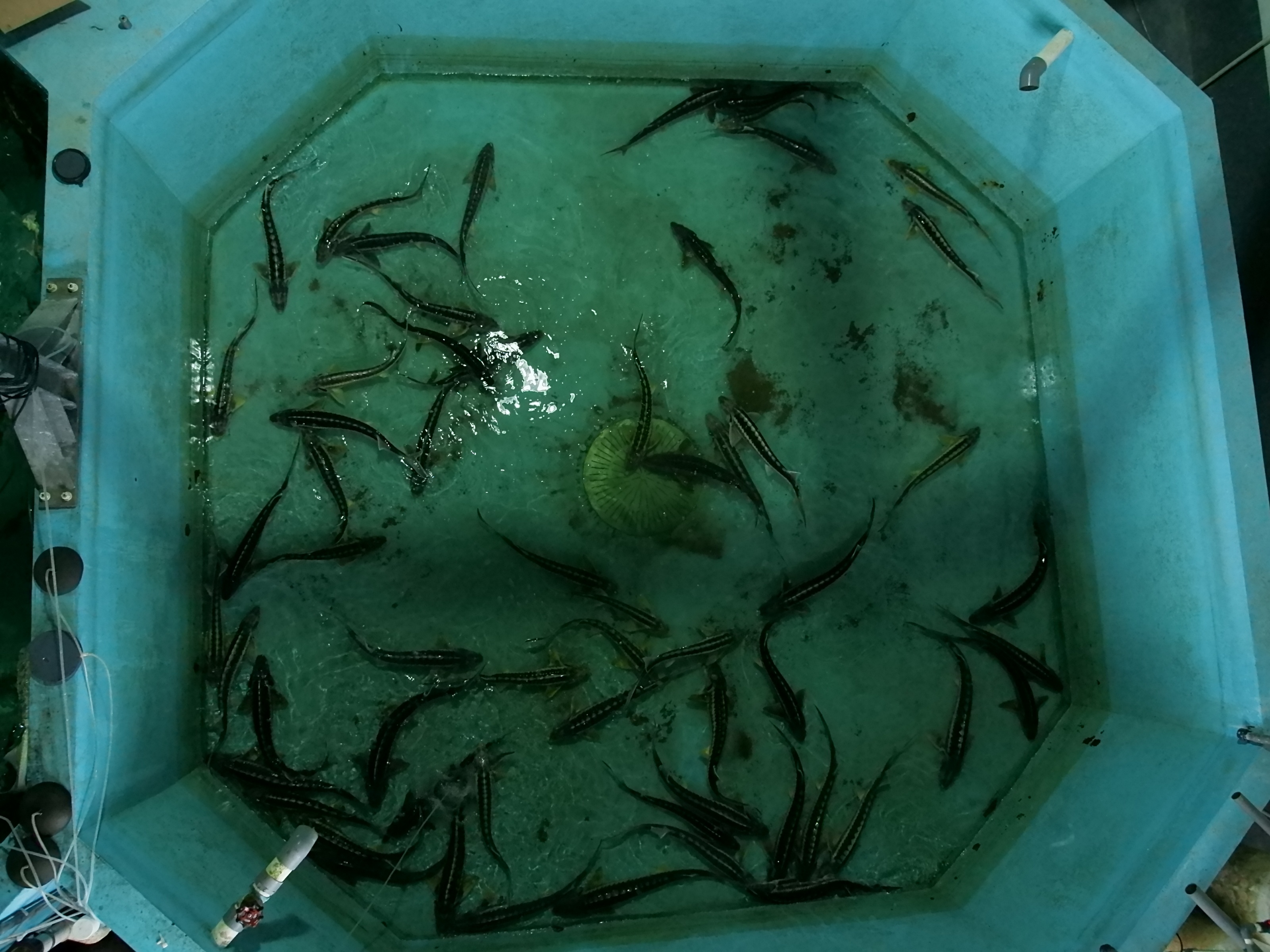 fish Object Detection Dataset by fish