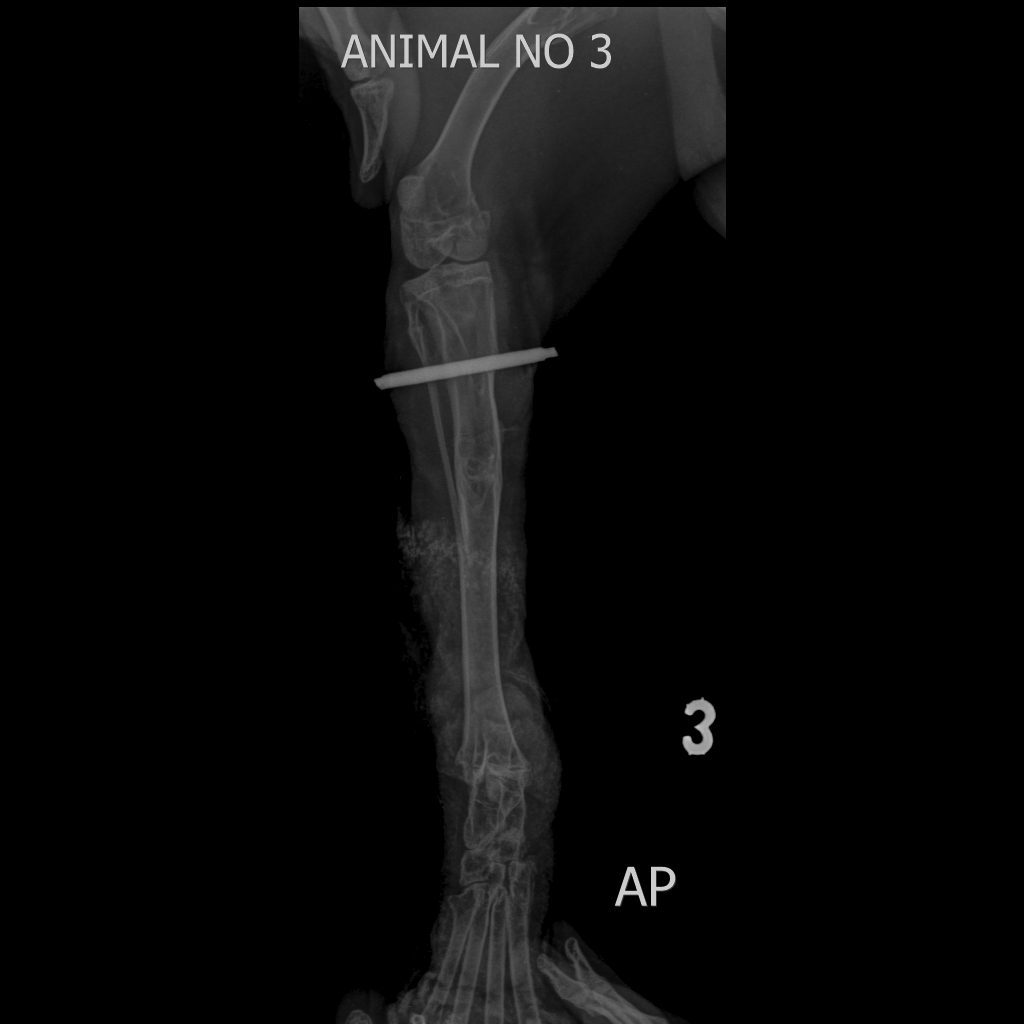 Medical Image Segmentation Semantic Segmentation Dataset by SRDdev