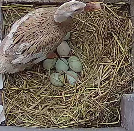 egg-duck Object Detection Model by EggDuck