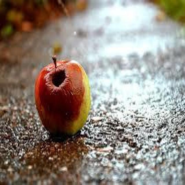 Rotten_apple Object Detection Model by PFE MASTER 2025