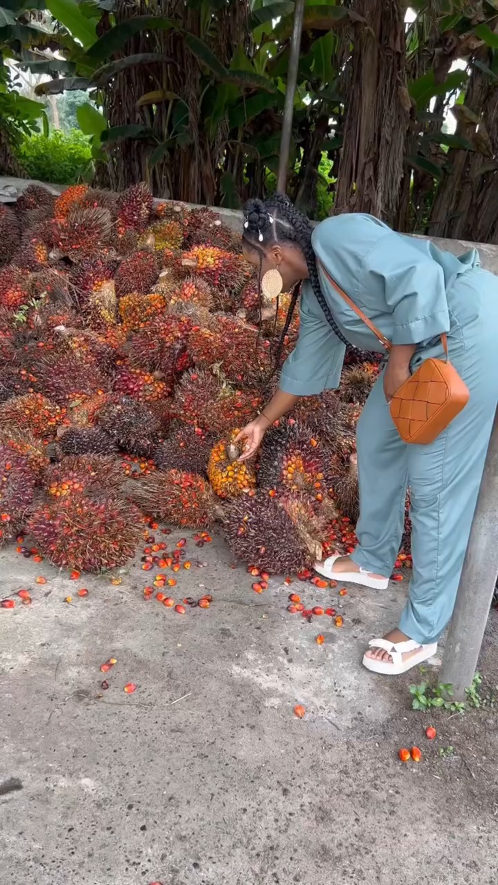 Palm Fruit Classification Object Detection Dataset and Pre-Trained Model by The AI Things ...