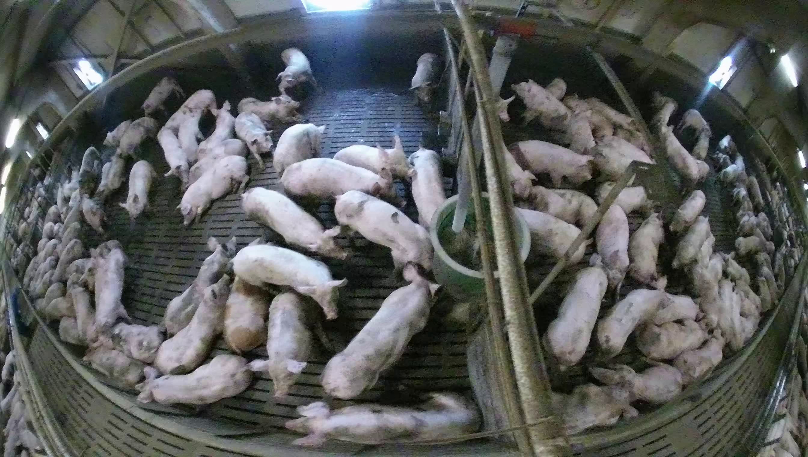 pig Object Detection Model by 1