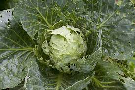 cabbage Instance Segmentation Dataset by cabbage