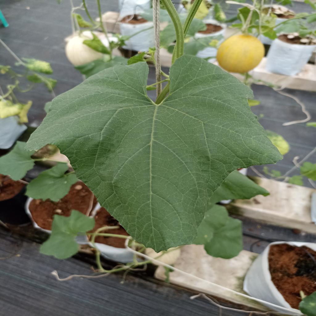 tanaman melon Object Detection Dataset and Pre-Trained Model by Husein