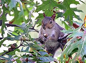 animals Object Detection Model (v2, 2025-05-14 12:24am) by iha