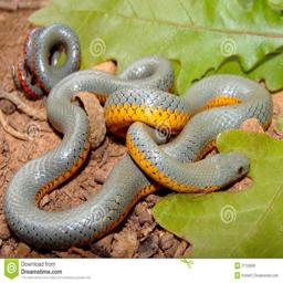 snake Object Detection Dataset by krishna