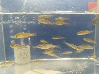 zebrafish (zebrafish-fu3au) - Roboflow Universe