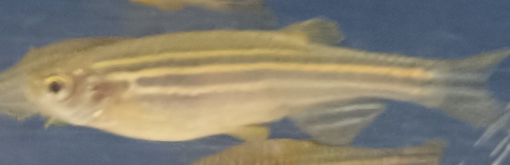 mini dataset Object Detection Dataset by zebrafish