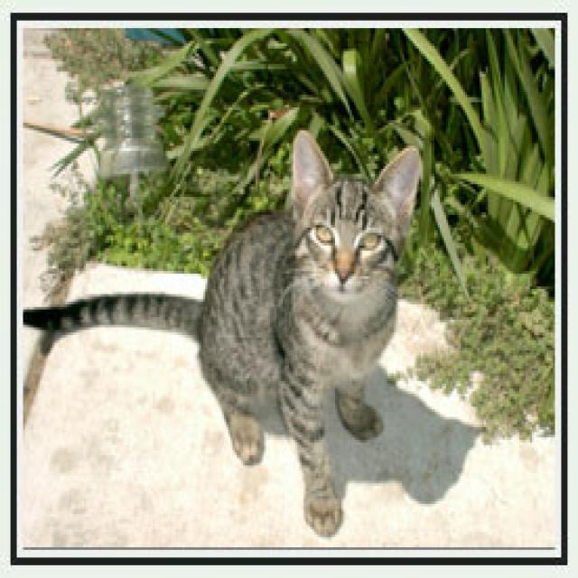 dog-cat-detector Object Detection Dataset by Object Detection