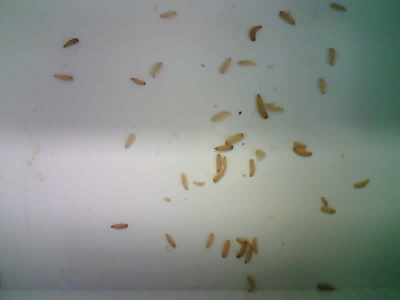 Worms Object Detection Model By Dbugging