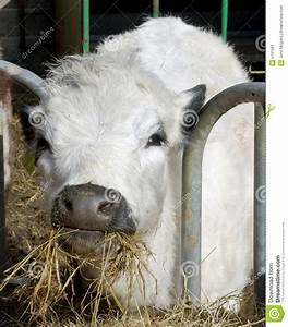 deteksi-sapi Object Detection Dataset by Jhohanes