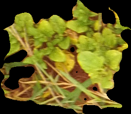 Weed Detection Object Detection Dataset by Ledile Mathipa