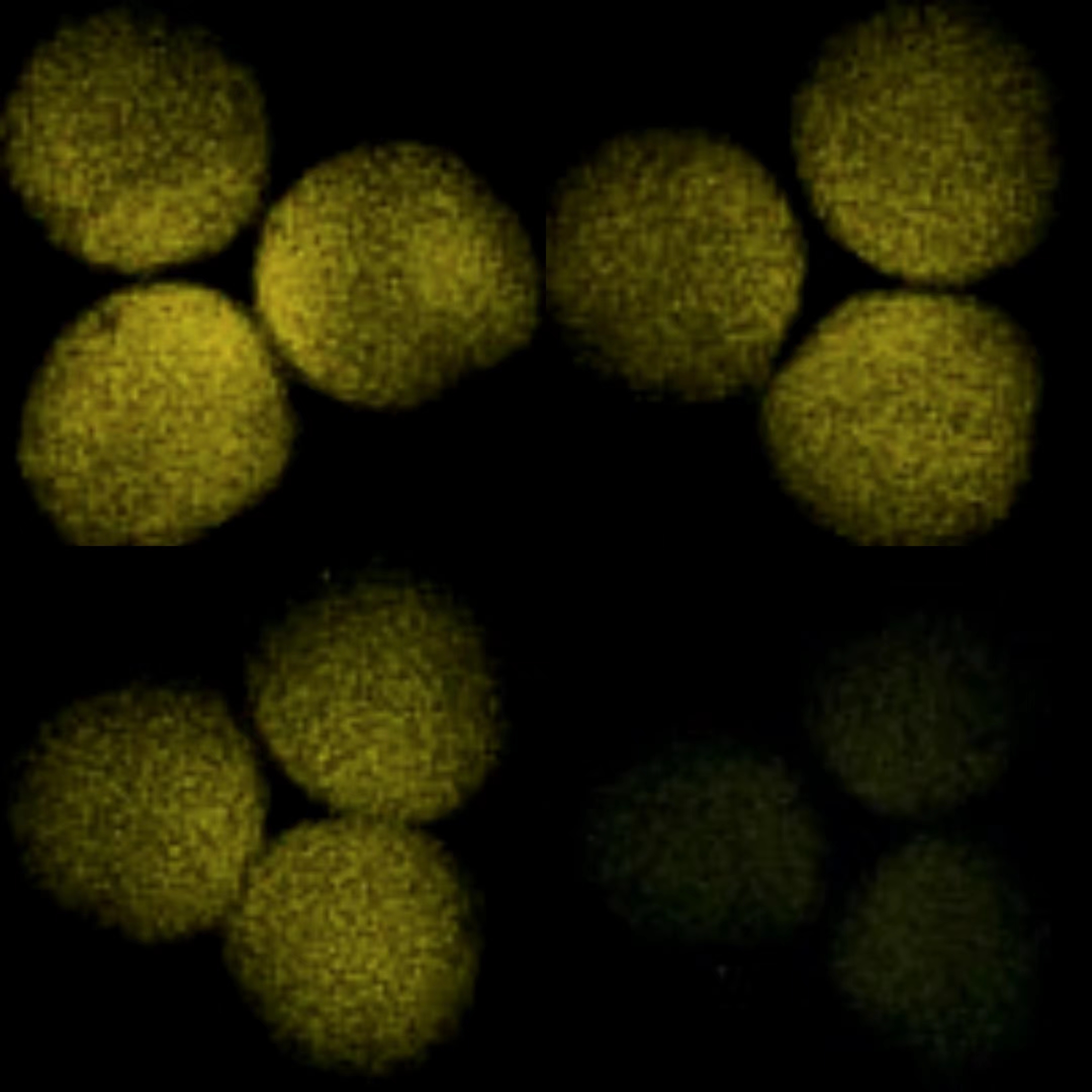 cell Instance Segmentation Dataset by ewfd aer