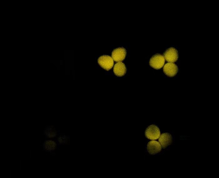 cell Instance Segmentation Dataset by ewfd aer