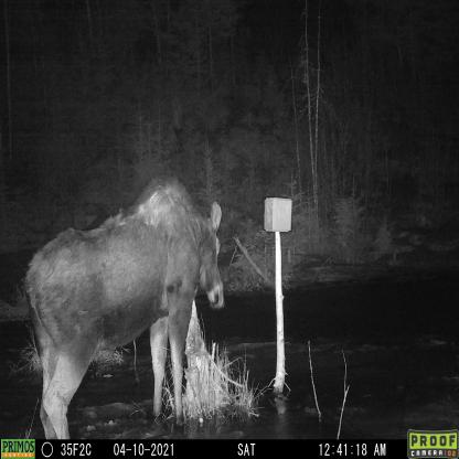 Wolf, bear and moose Object Detection Model by forestanimals