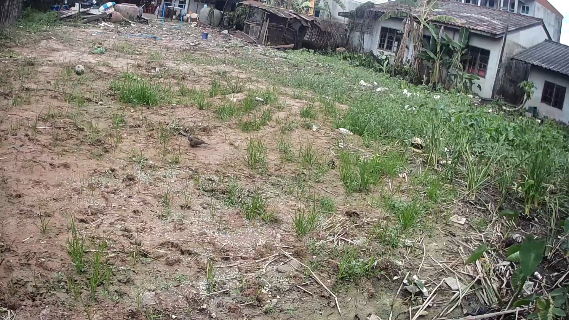 birdsmydata Object Detection Dataset and Pre-Trained Model by myproject