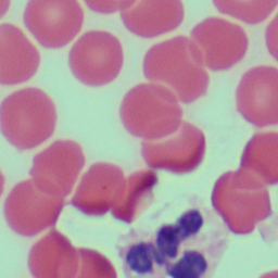 cell Object Detection Model by s