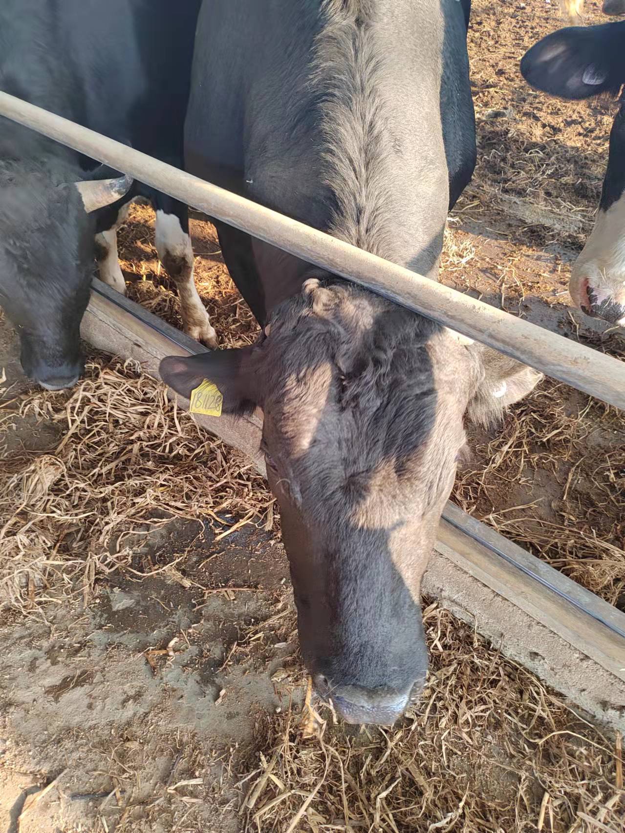 Cattle Ocr 2 Object Detection Dataset And Pre Trained Model By Cattle
