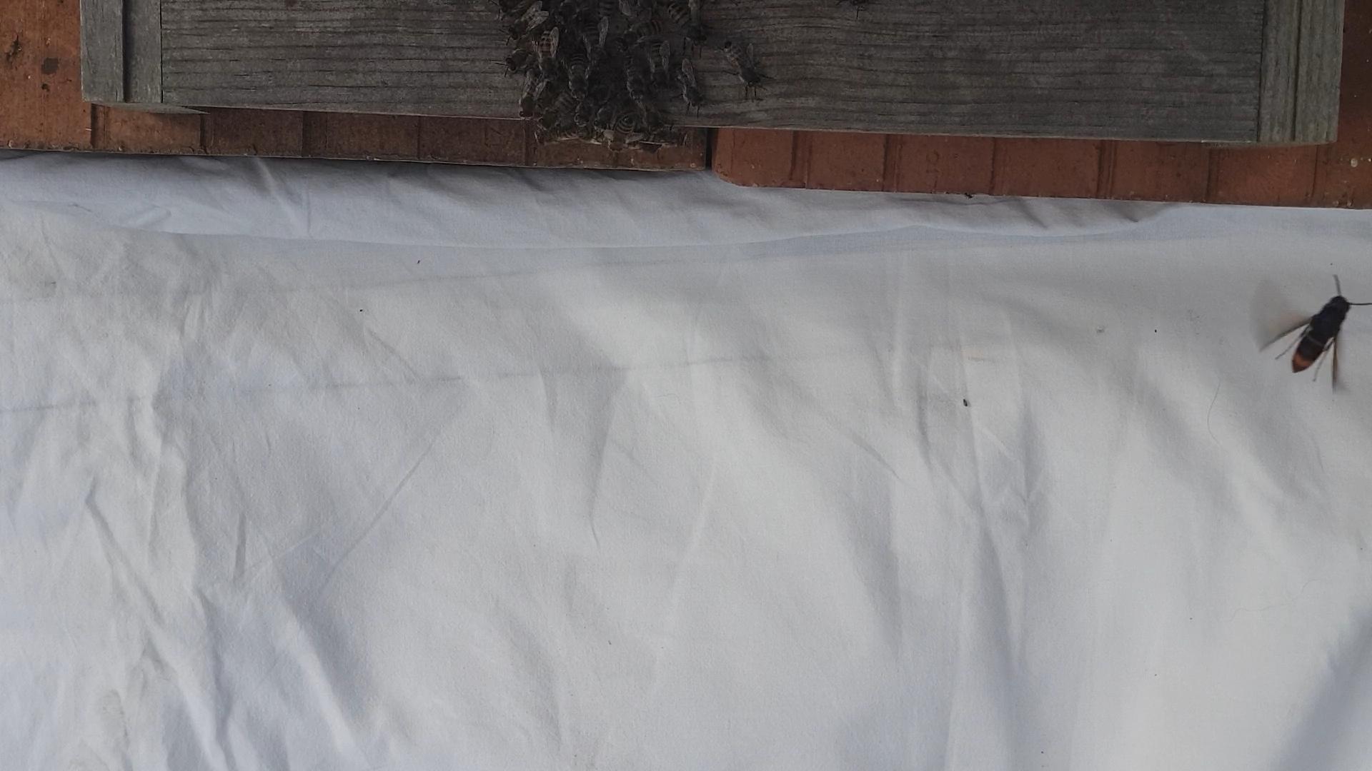 hornet-bees Object Detection Dataset by frelonproject