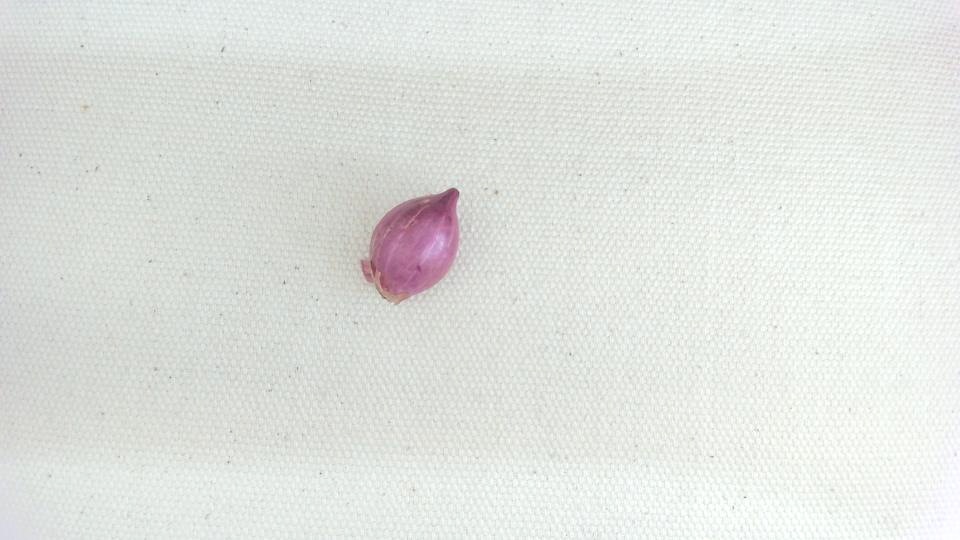 Shallot Object Detection Model by Shallot