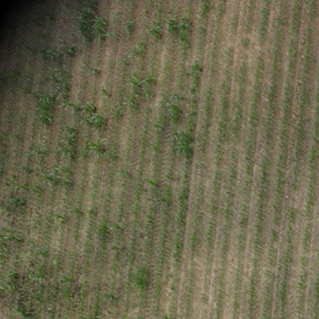 dl_weed_f2 Object Detection Dataset and Pre-Trained Model by ML and CV