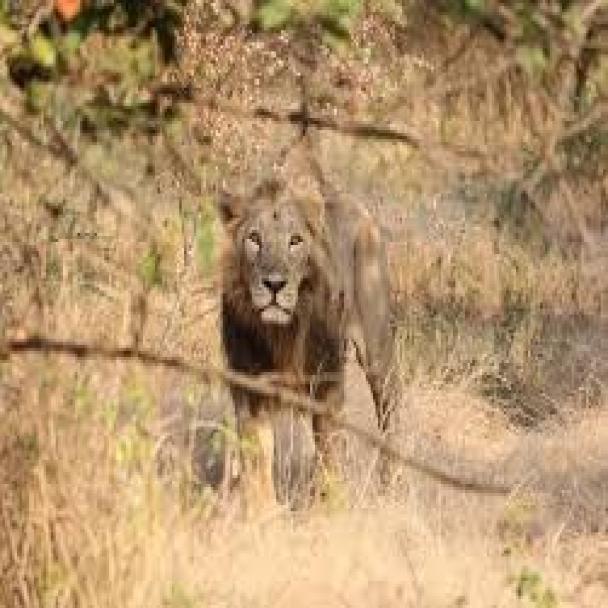 Animaldetection2 Object Detection Dataset by Animal detection