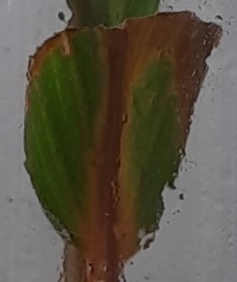 leaves detection Instance Segmentation Model by MY Research