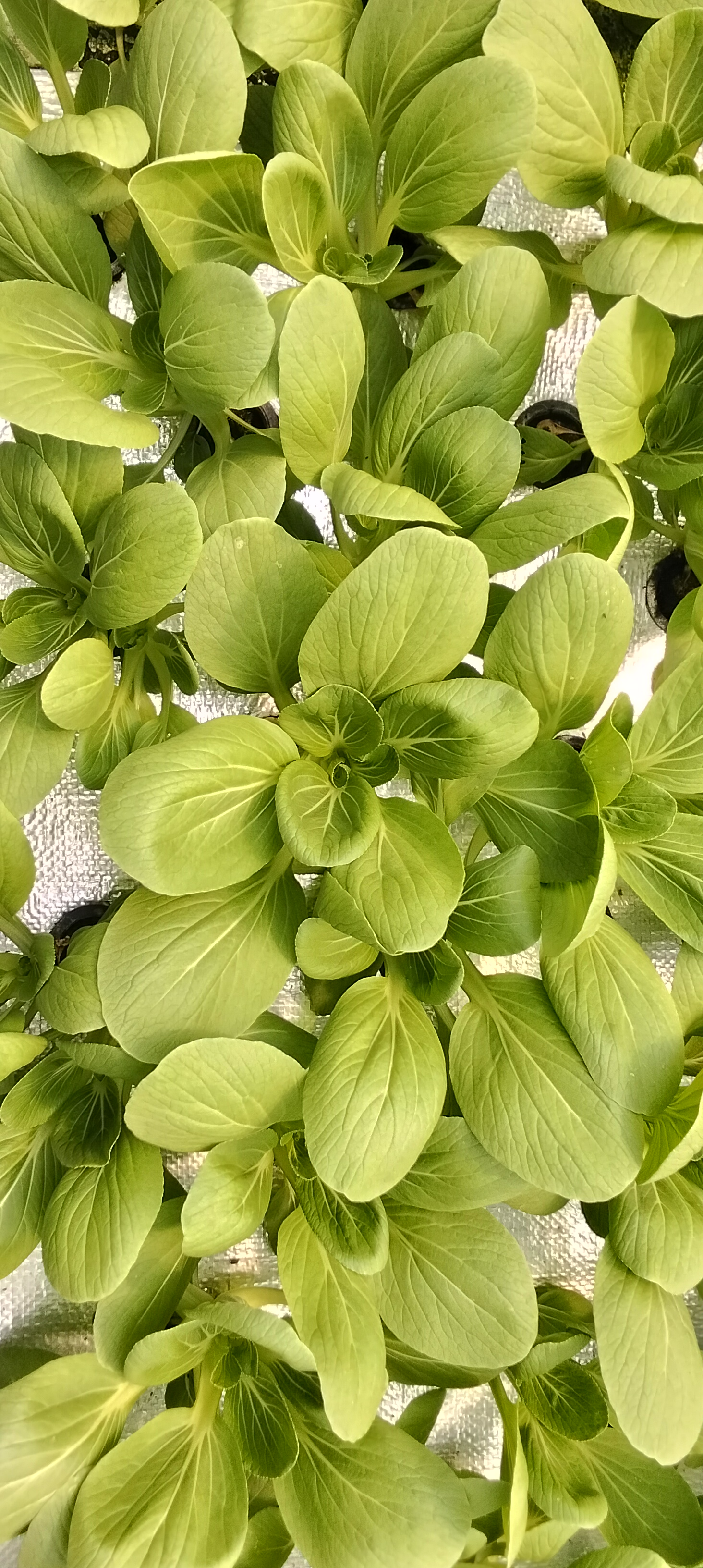 pakcoy-yolo Object Detection Model by yolo