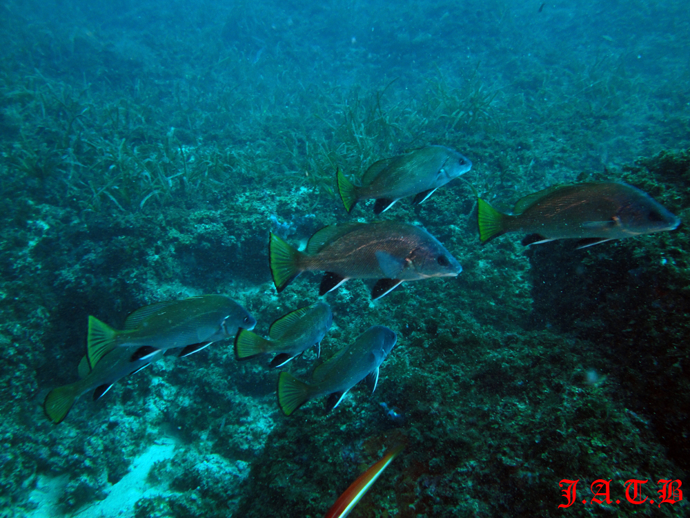 Fish OD 2 - Roboflow Universe