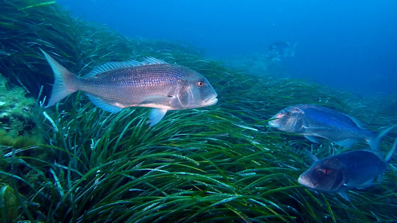 aug dataset Object Detection Dataset by Fish OD 2