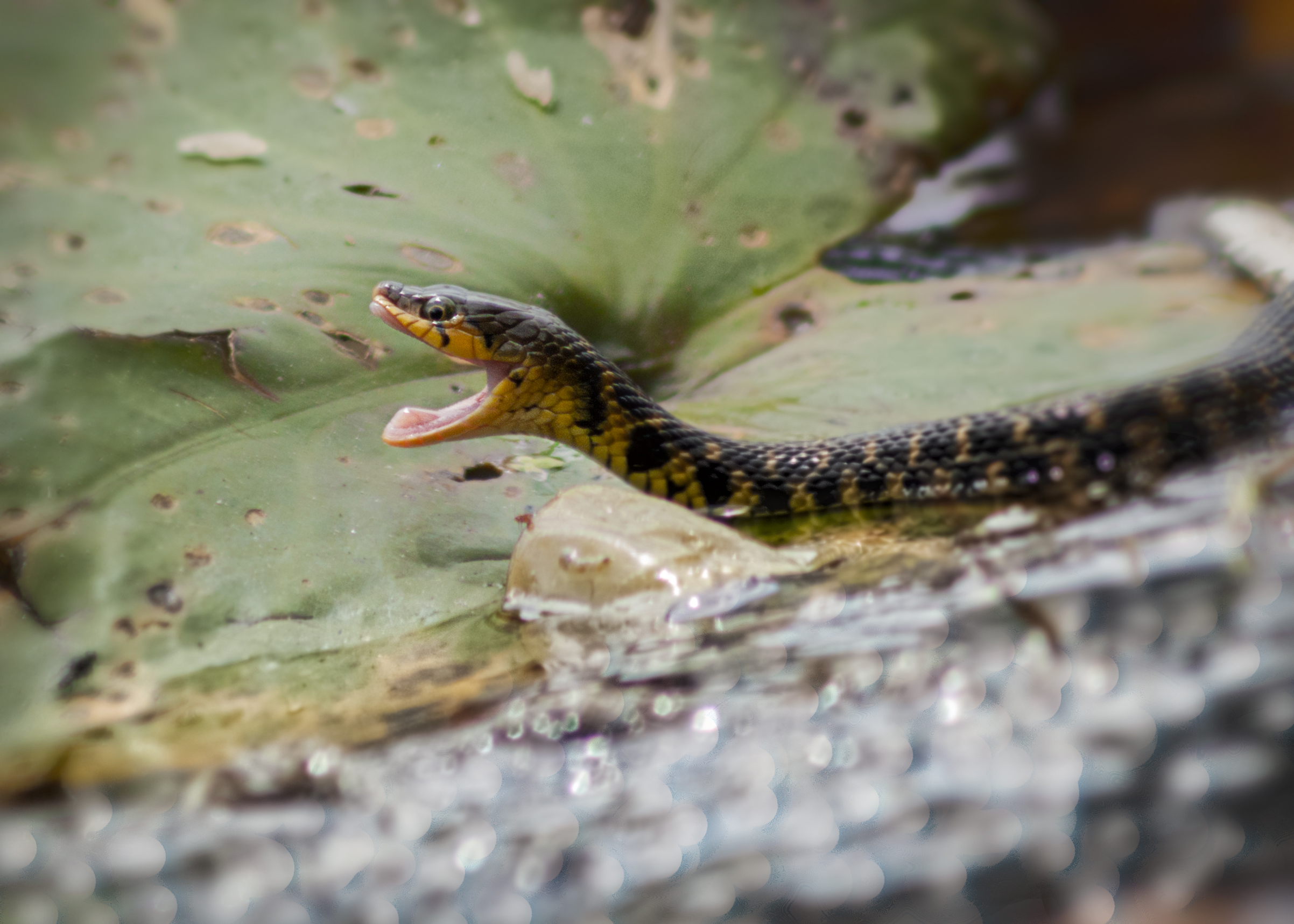 SnakeRecognition Object Detection Model by ThermalImagingBatDetection