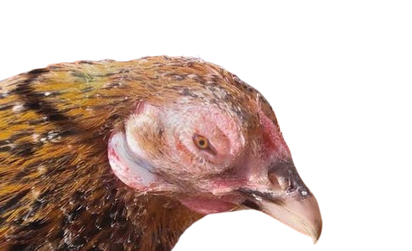 chicken Object Detection Model (v1, 2024-07-01 6:52am) by My Data