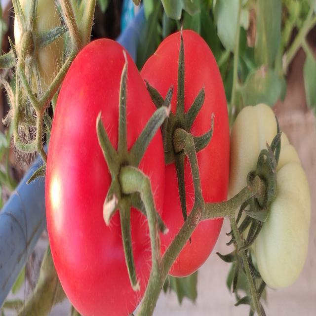 tomato1 Object Detection Dataset by apple