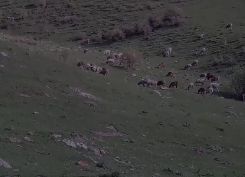 Cattle And Sheep Object Detection Model By 1