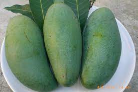 Green mango Object Detection Dataset by work