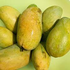 Mango Object Detection Model by work