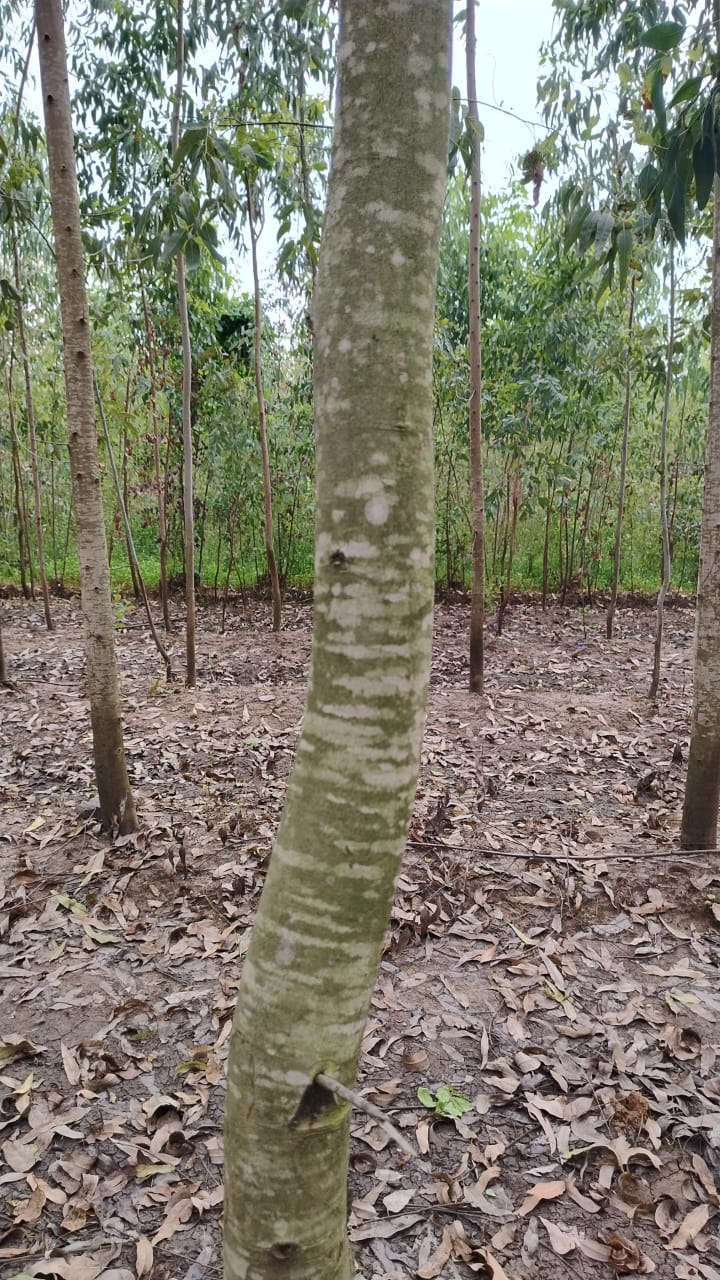 Detection_trunk Object Detection Dataset by Plant monitor