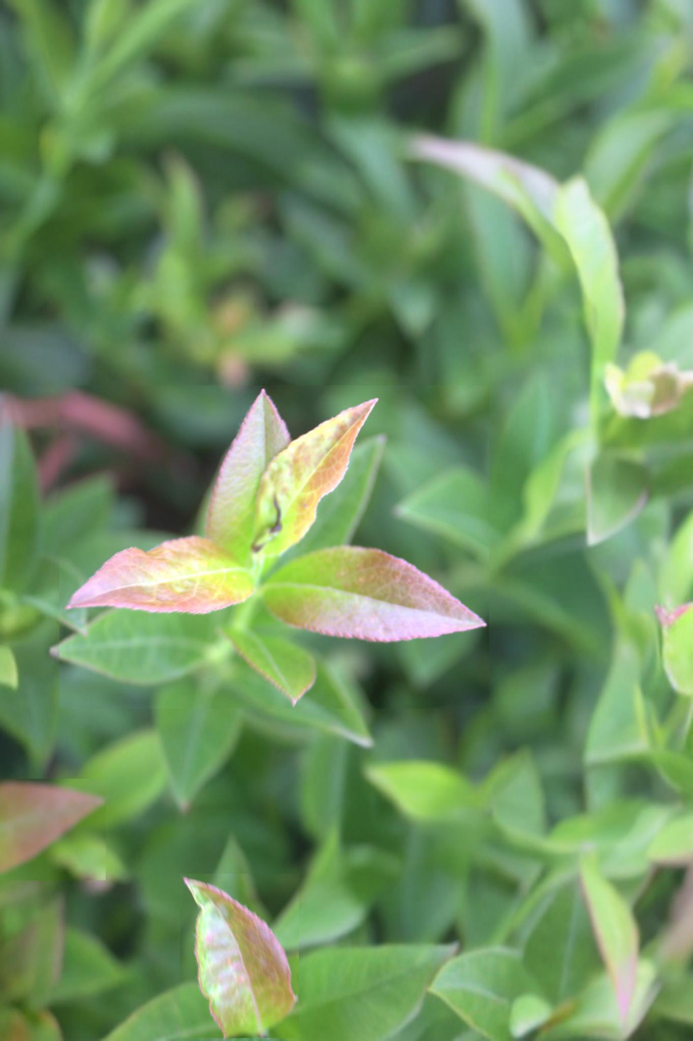 RL-gen-DS Object Detection Dataset by AI weed detection