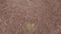 AI weed detection - Roboflow Universe