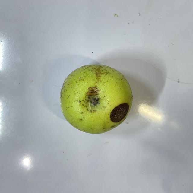 Apple Grading Object Detection Model by krpshitt