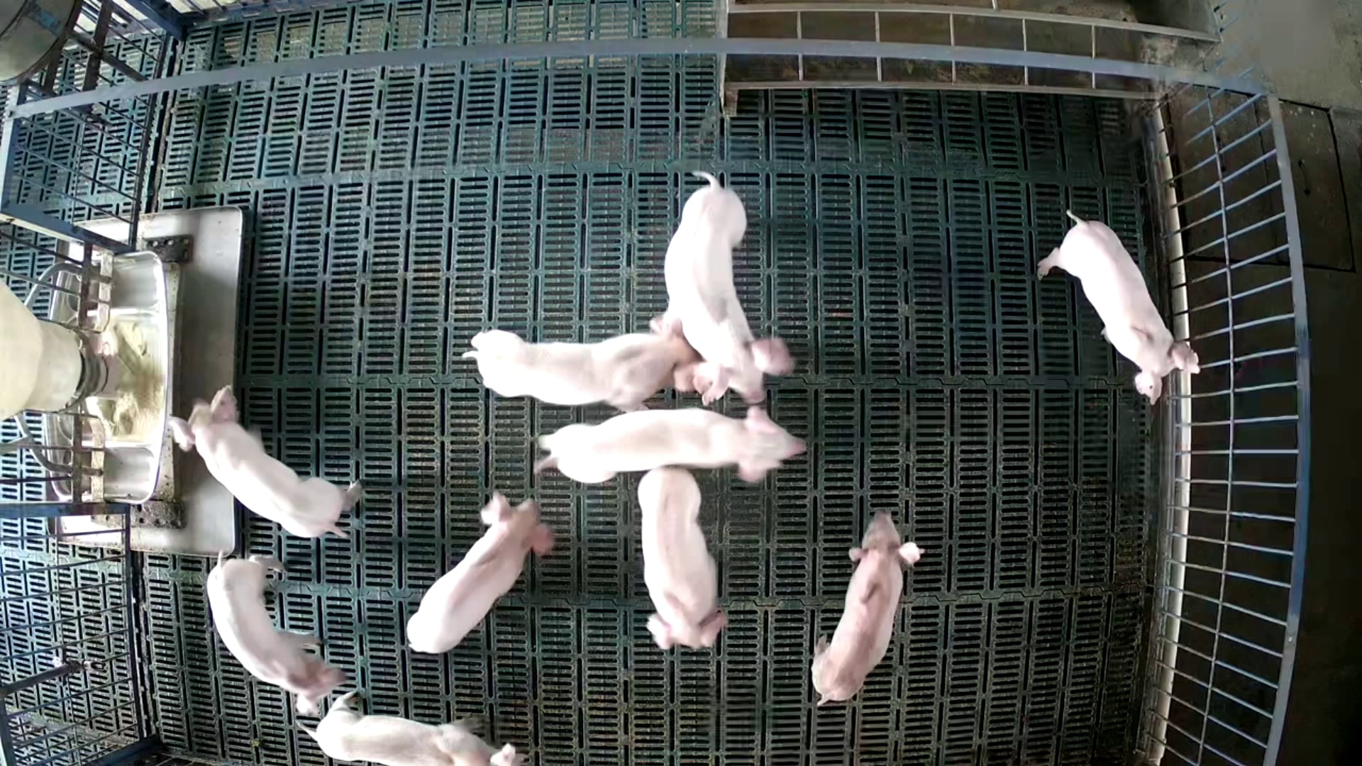 pig Object Detection Model by pig