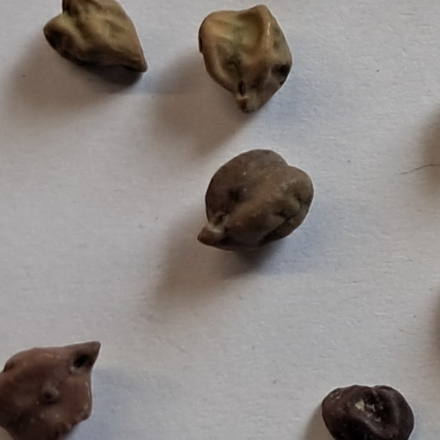 Bengal gram Object Detection Model by indexnine