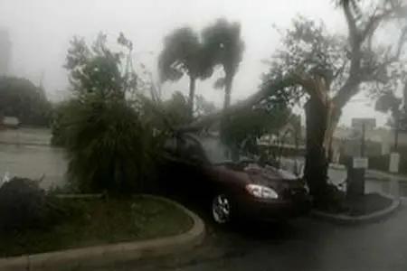 Fallen Trees Object Detection Dataset by Visual Deformity