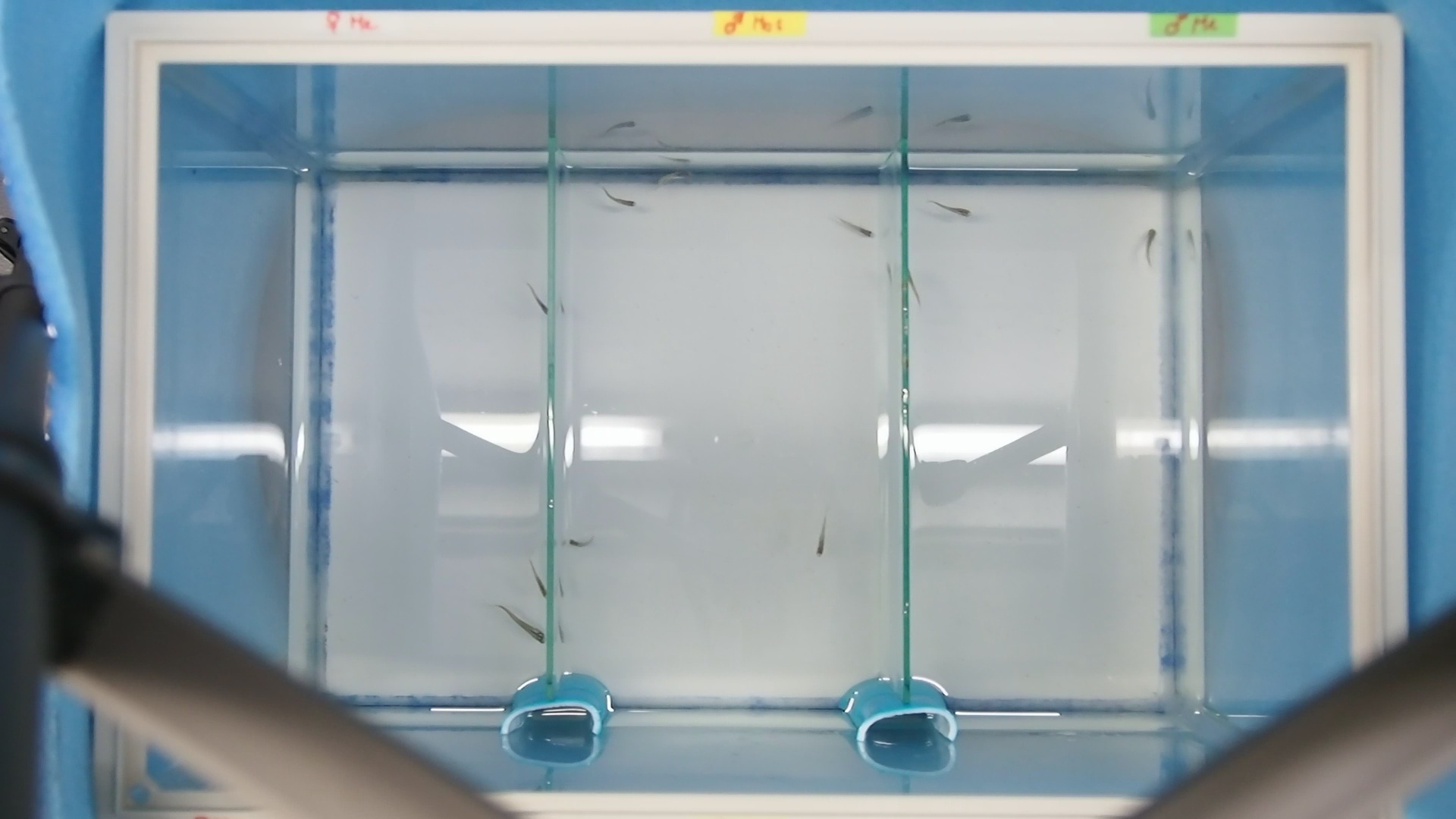 fISH (fish-bbsin) - Roboflow Universe