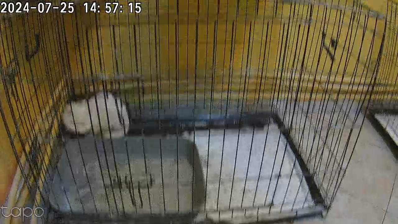 cat12 Object Detection Model by software