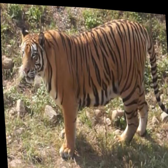 animal detection-2 Object Detection Dataset by aprendizaje