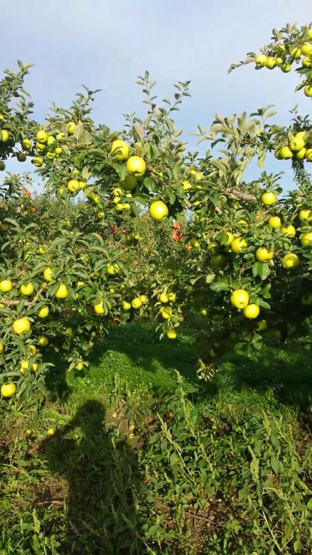 Apples grab robot Object Detection Dataset and Pre-Trained Model by Jan Neumann